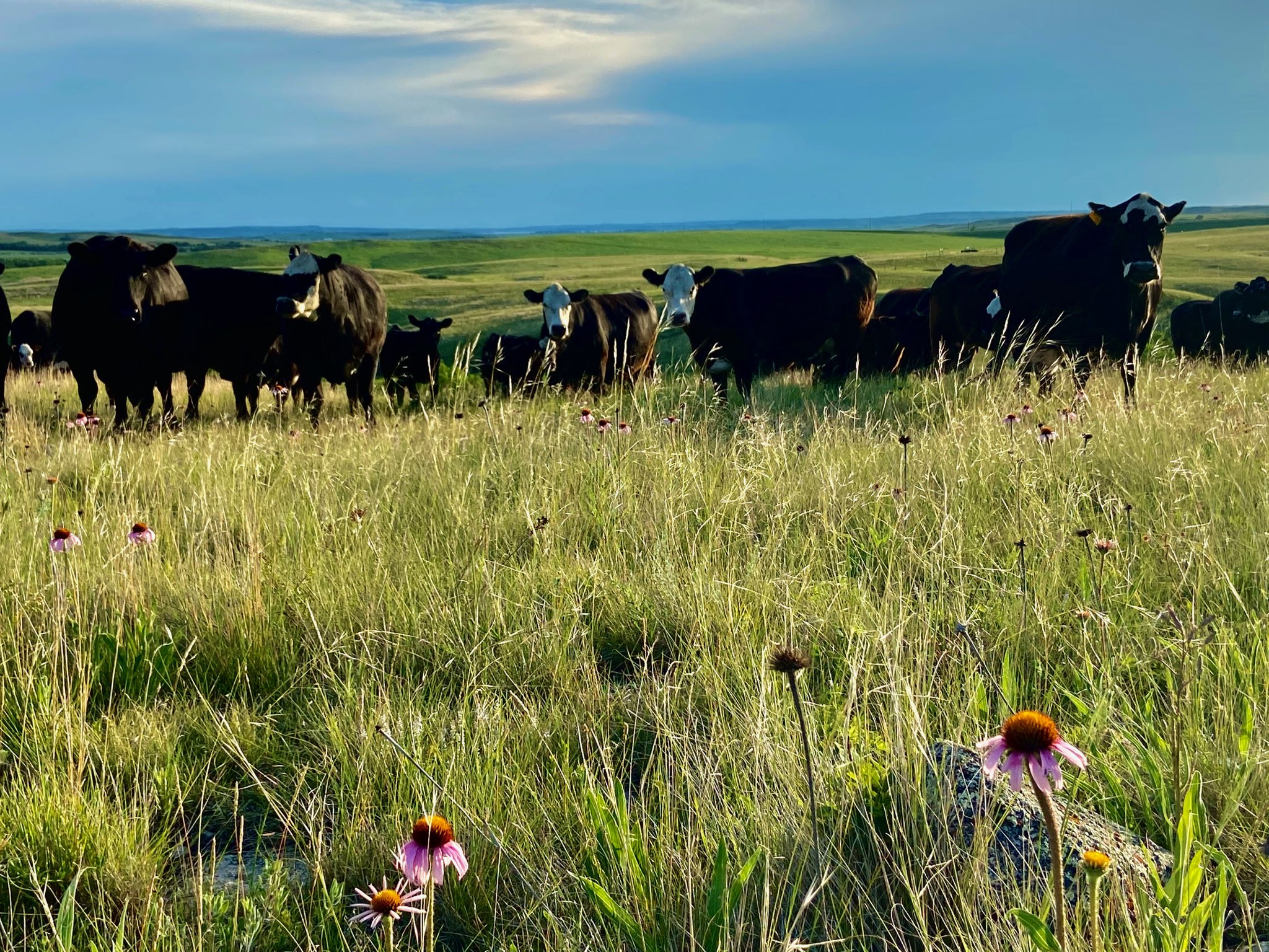 Programs – Williams County Soil Conservation District