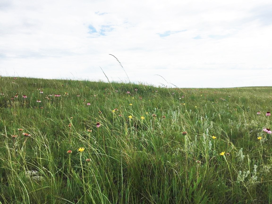 Conservation Stewardship Program (CSP) – Williams County Soil ...